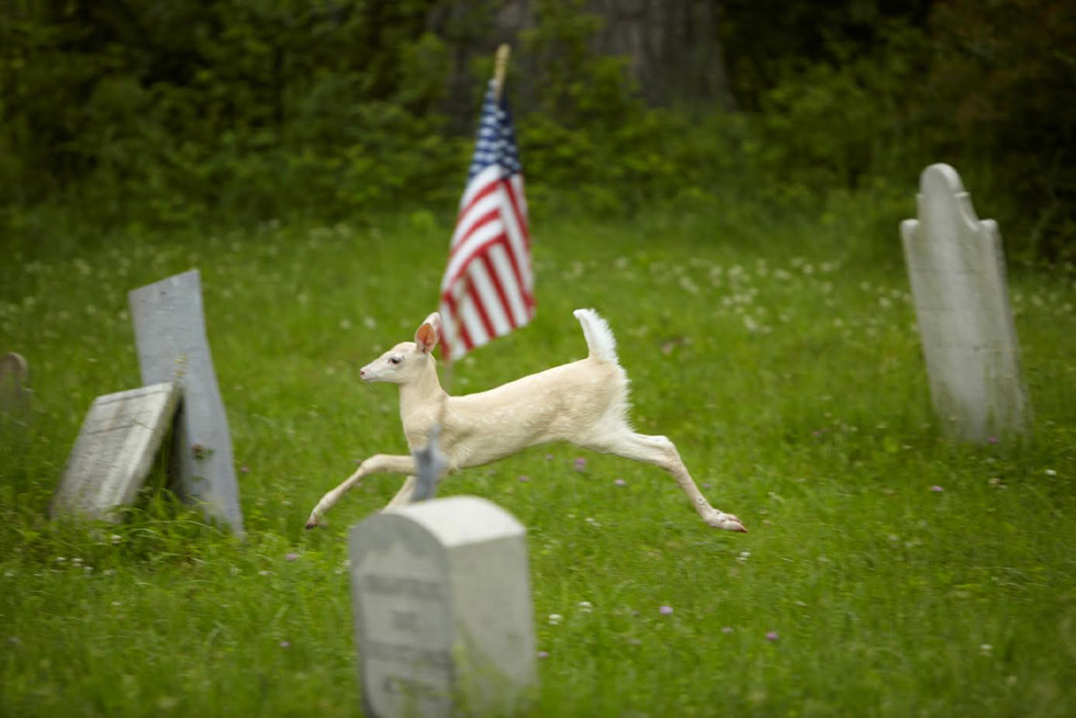 RochesterSubway.com : Please Donate to Save the Seneca White Deer